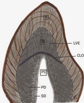 Oral Pathology India: ORAL HISTOLOGY DIAGRAMS- DENTIN