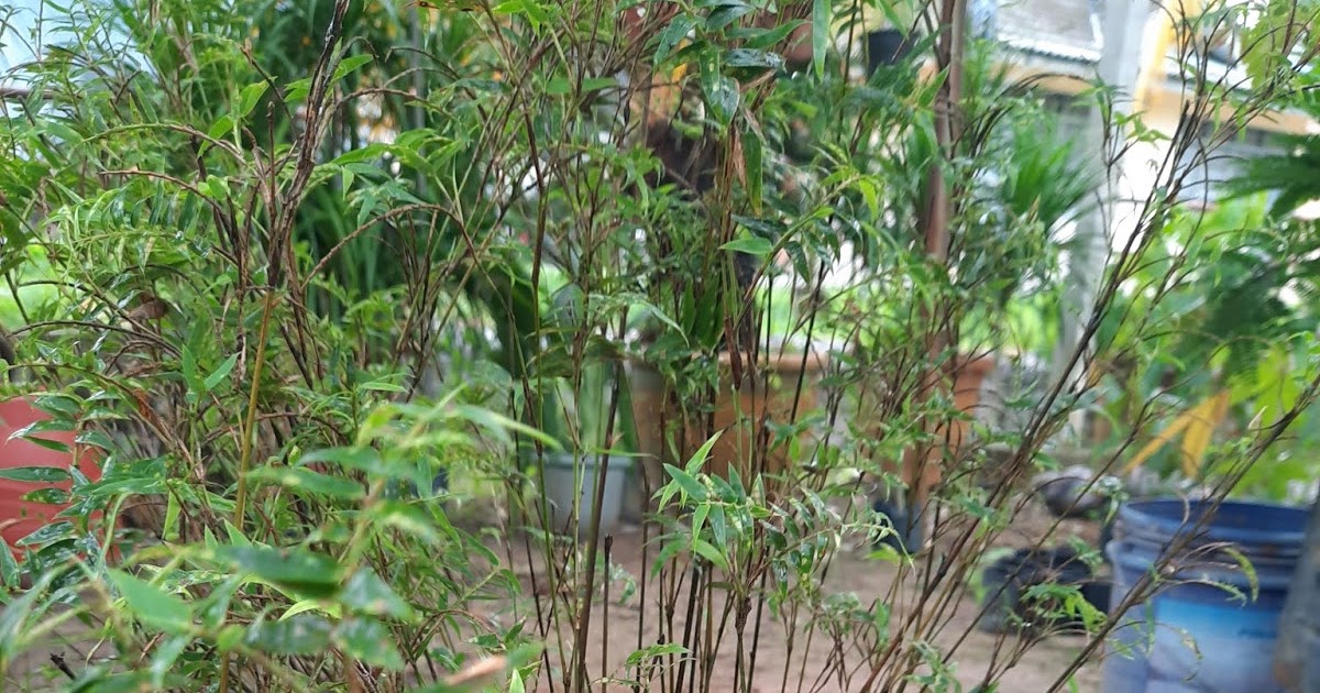 Cita Tani Nursery (NS015495-D): Benih Buluh Perindu