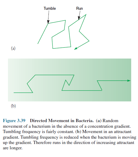 Microbiology Notes: Bacterial Cell Structure and Function