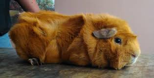 Tipos de cuyes segun su pelaje ~ El Mundo del Cuy