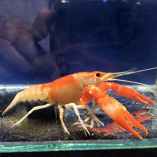 Astacoidea (สาย P) หรือกุ้งสาย P ที่รู้จักกัน คืออะไร?? - วิธีเลี้ยง ...