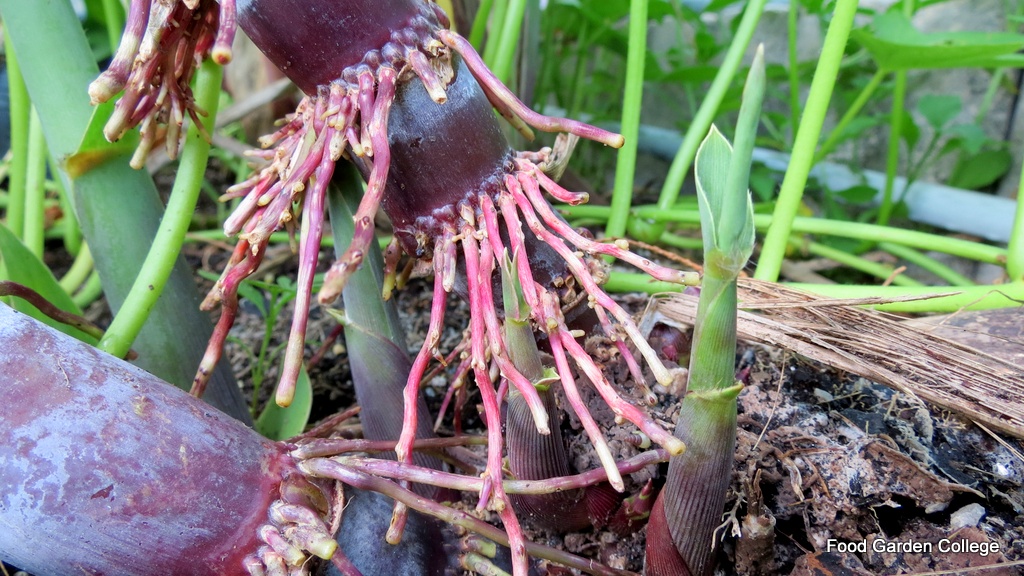 Food Garden College: How to Start Sugar Cane in Your Home Garden ...