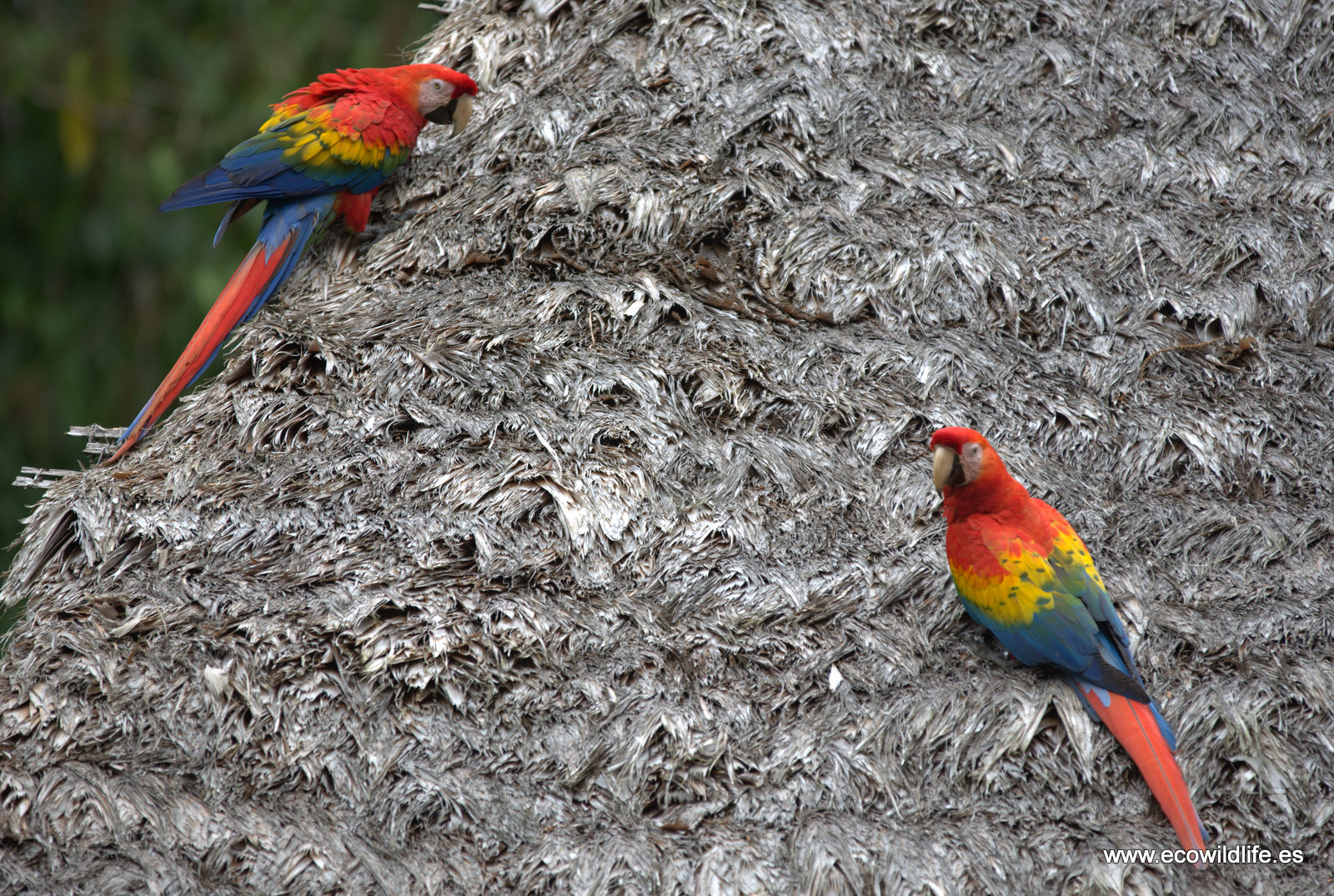 ECOWILDLIFE BIRDWATCHING: PERÚ: LAS GRANDES COLLPAS DE GUACAMAYOS DE ...