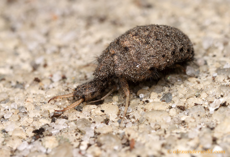 NC Urban Pests: Insect of the Week - The Antlion