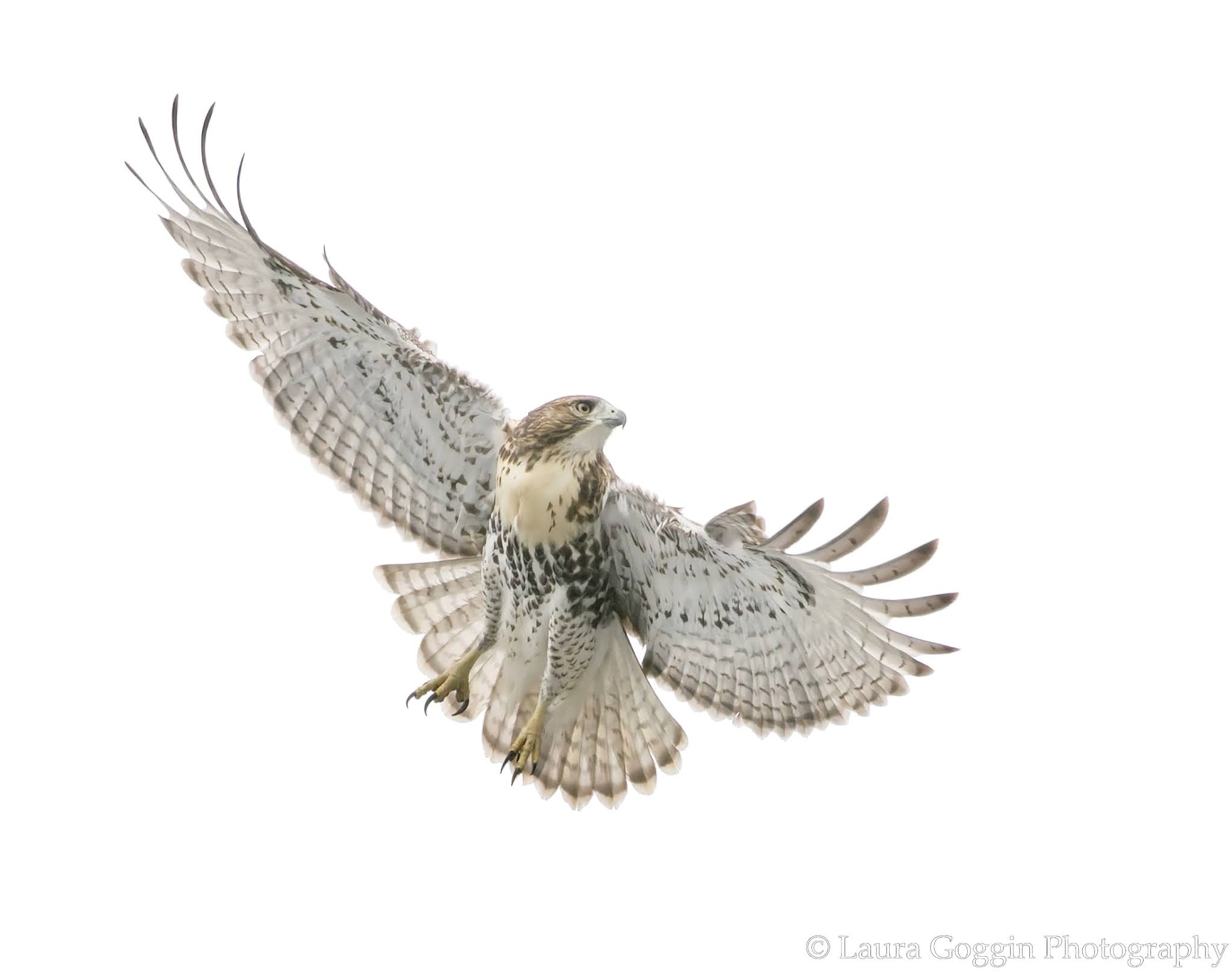 Laura Goggin Photography: Bidding farewell to the Tompkins Square red ...