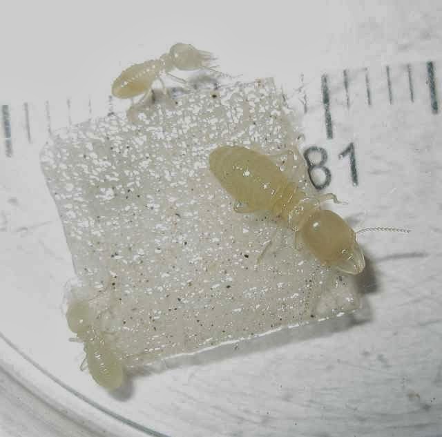 Photos and Info on Ants and Termites of Malaysia: Macrotermes Gilvus