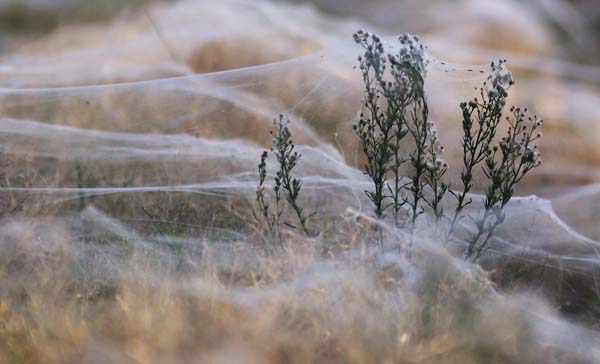 Clancy Tucker's Blog: 5 August 2020 - AUSTRALIAN TOWN COVERED IN SPIDER ...