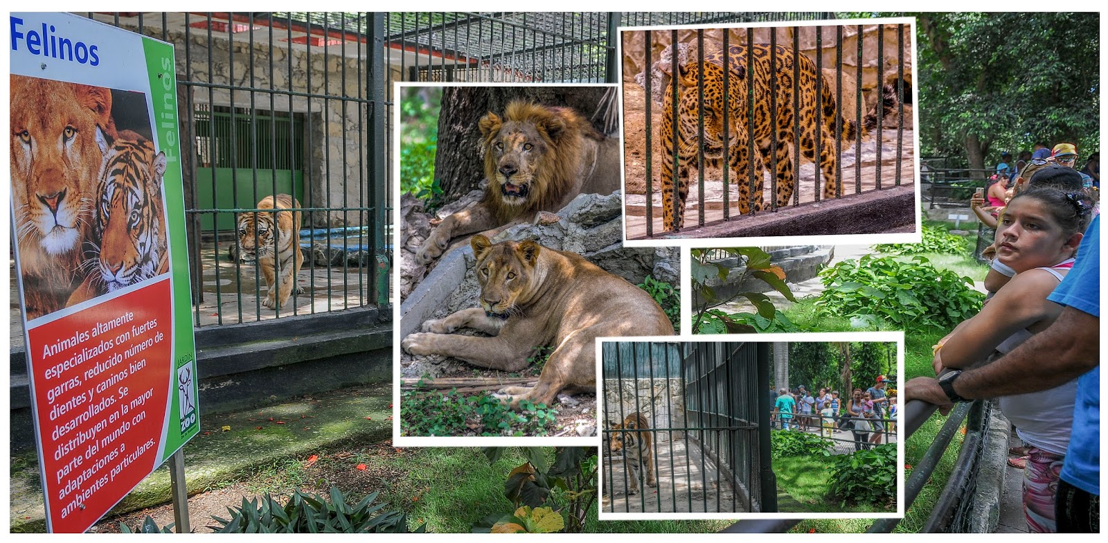 En el Colimador: Zoológico de 26, el más antiguo de Cuba