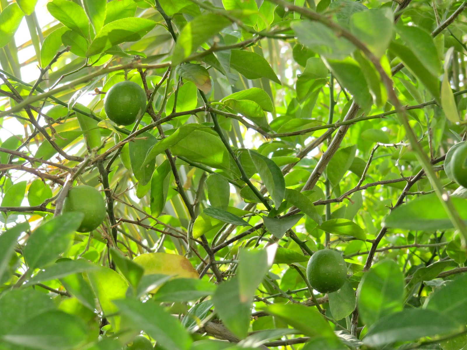 Plateful: Fruity Ideas to Celebrate Ramadan