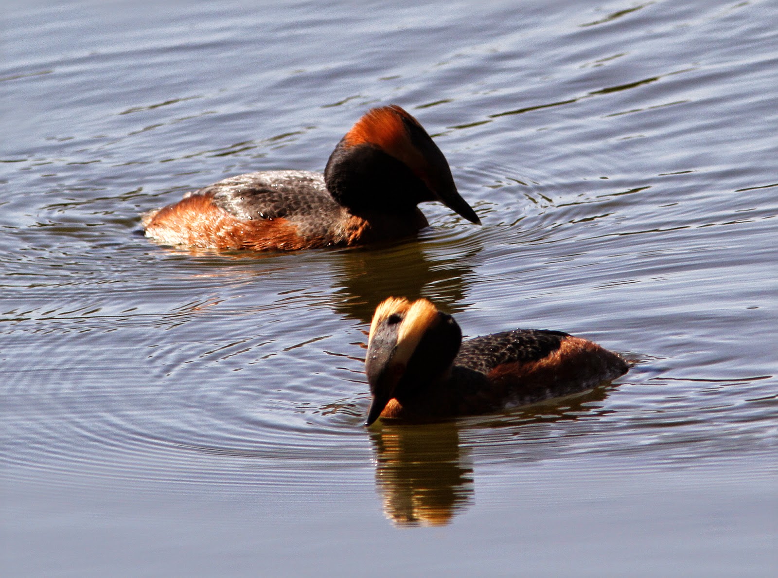 HOODED GREBE photos - wallpapers | the fun bank