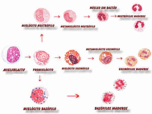Leucocitos; Células Blancas de la Sangre; Corpúsculos Sanguíneos ...