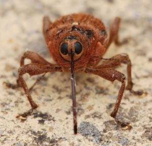 Bug of the Week -4 | Amazing Pest Facts