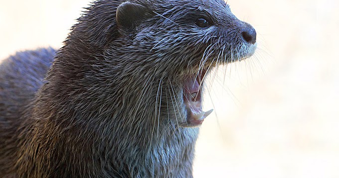 Foto-Natura-Huesca: 小爪水獺屬 Aonyx René Primevère Lesson, 1817 Fingerotter ...