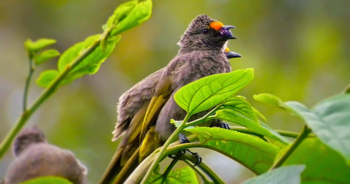 Birding in Sumatra, Birding in Indonesia: Aceh Bulbul