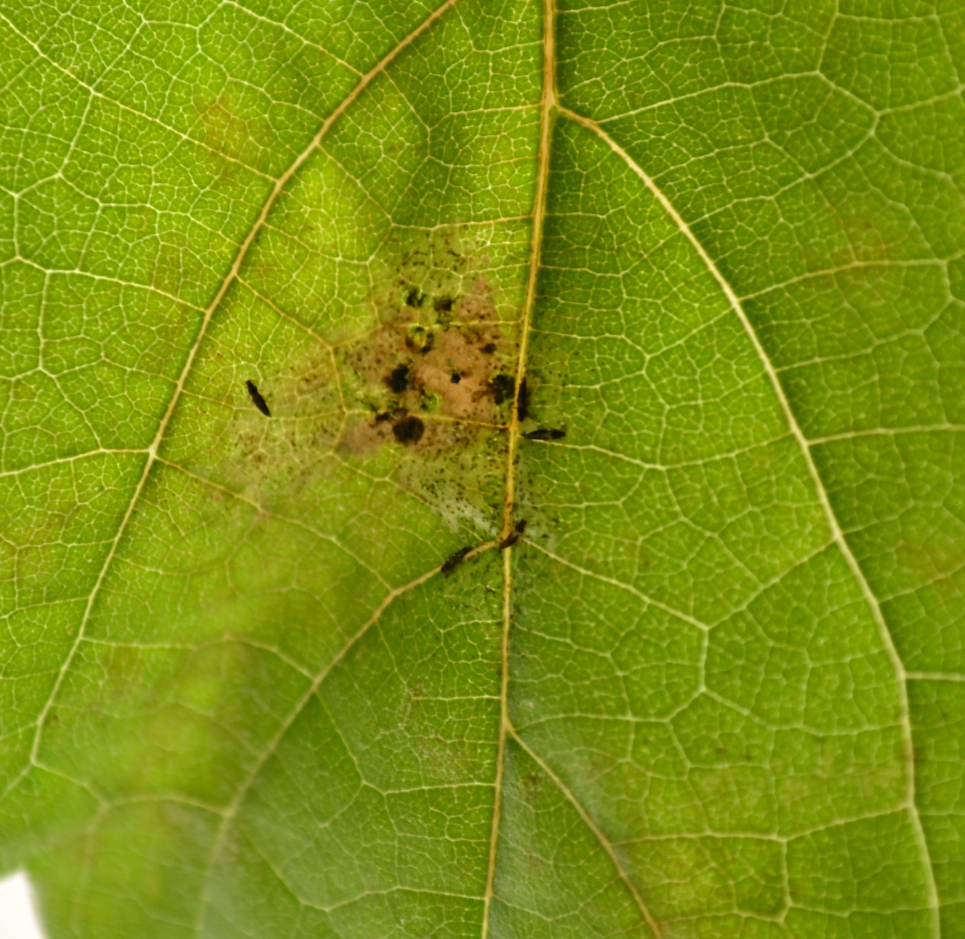 M@zboy: My Grape World: Grape Diseases alias Penyakitnya Anggur..