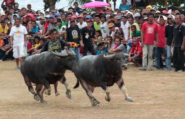 mybeautifulILOILO: Pasungay and Pahibag: Honouring the Community’s ...