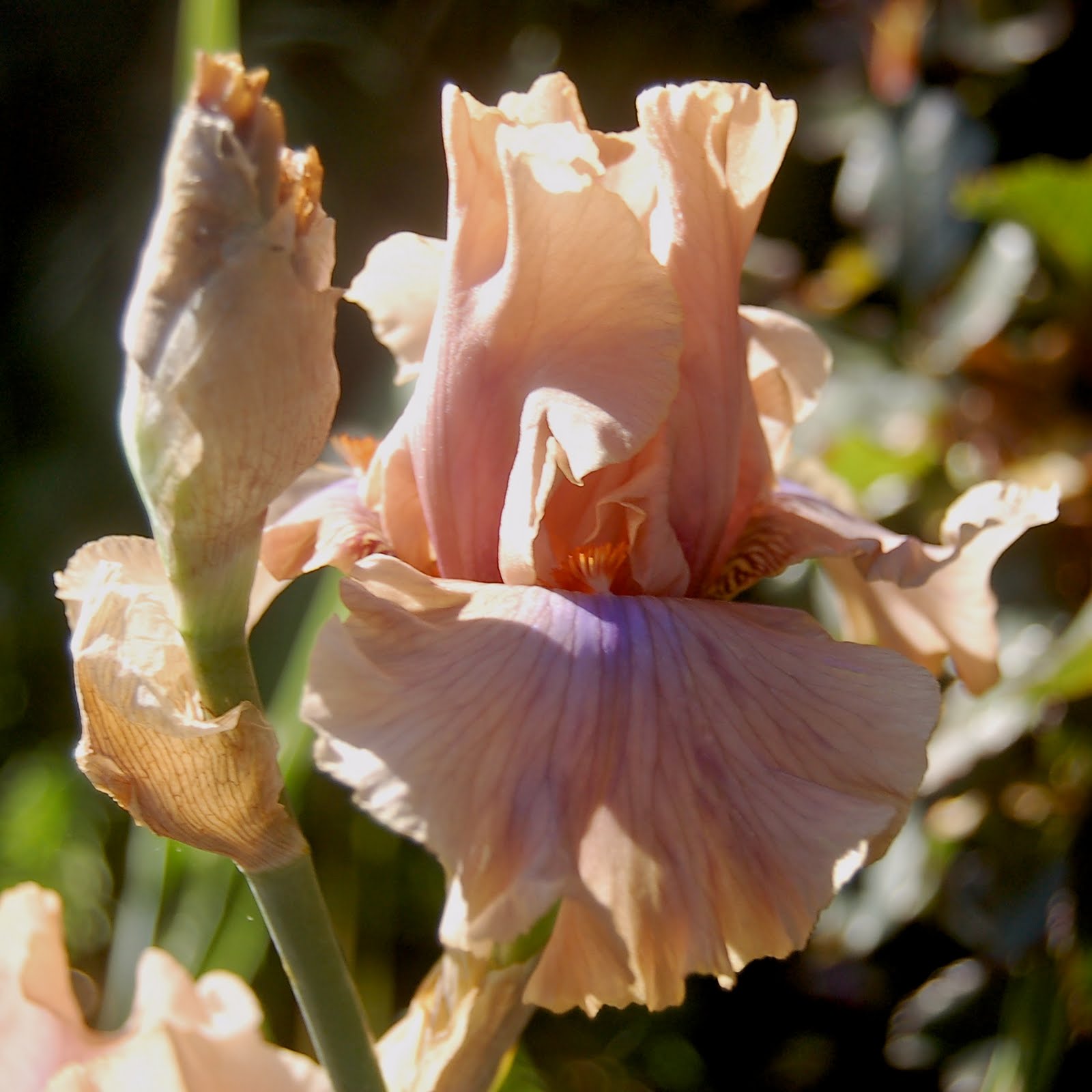 World of Irises: What is color?