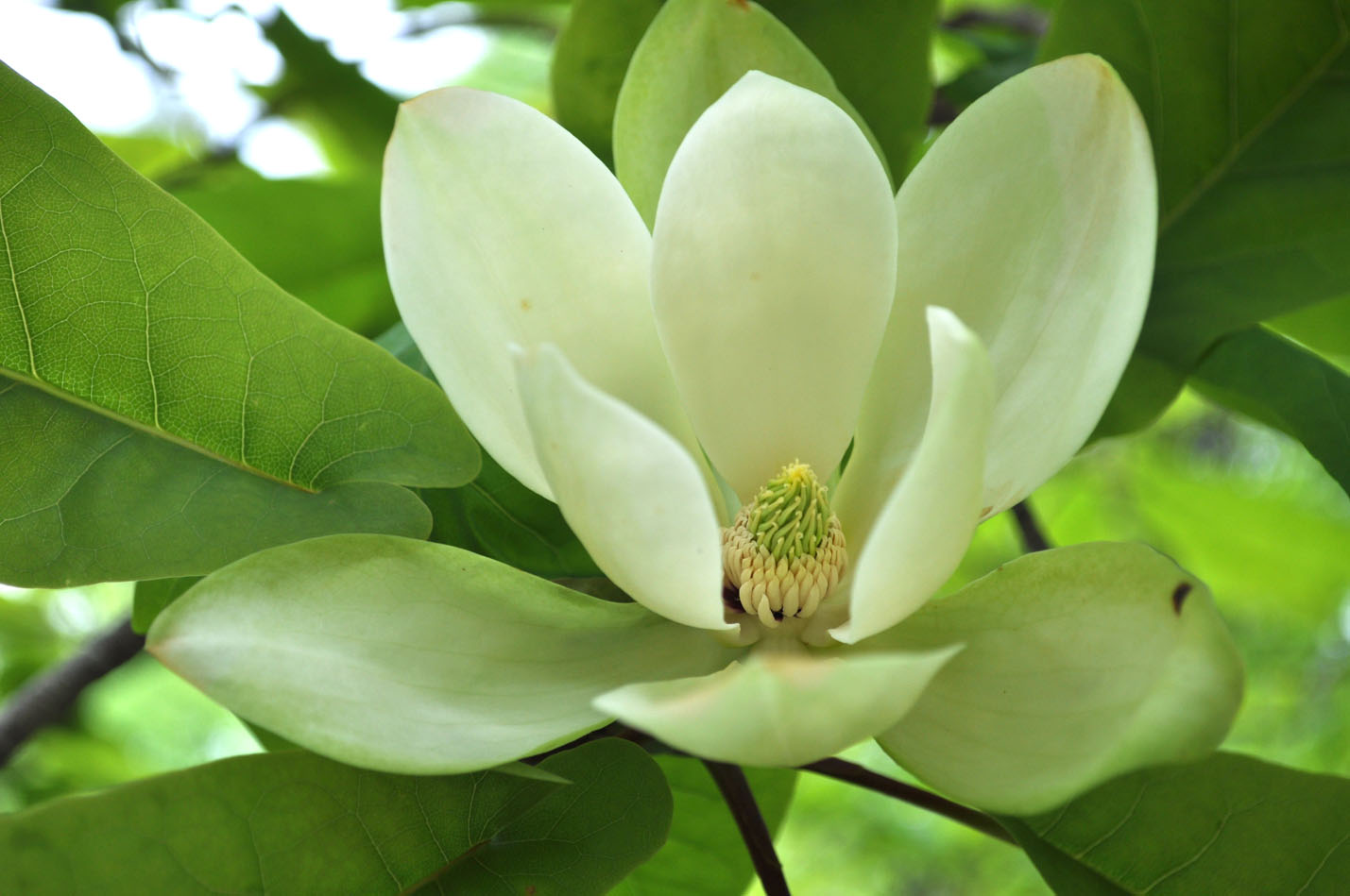 MST ~ Mountains to Sea Trail Watauga County: Watauga Section AFLAME ...