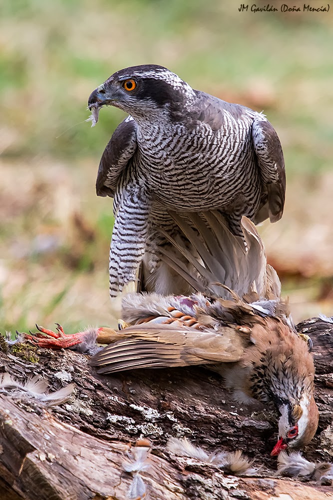 Fotografía de Naturaleza - JM Gavilán: Azor común (Accipiter gentilis)