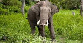 educational blog: Elephant