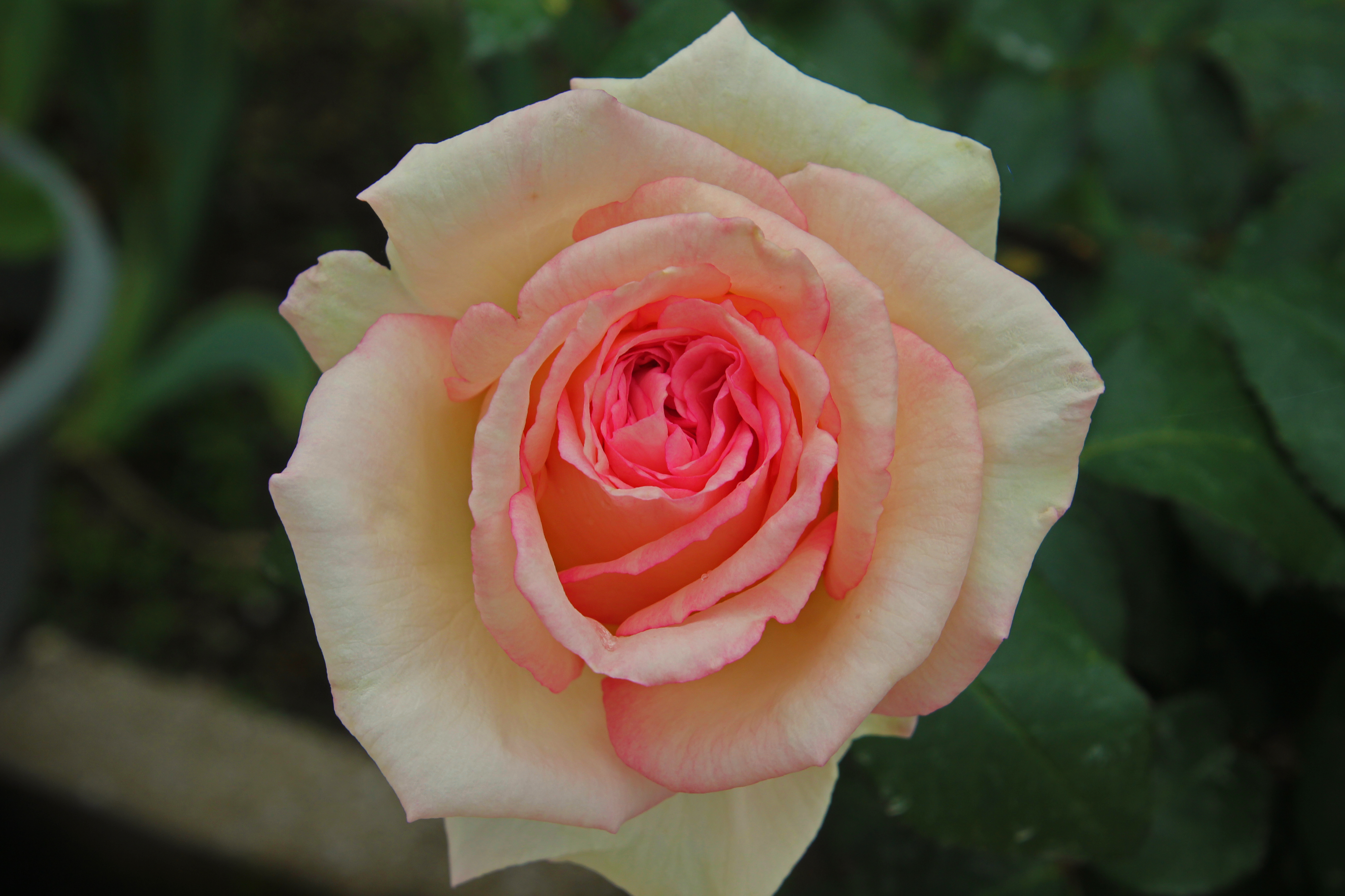 JOYFUL REFLECTIONS: ROSES in Autumn