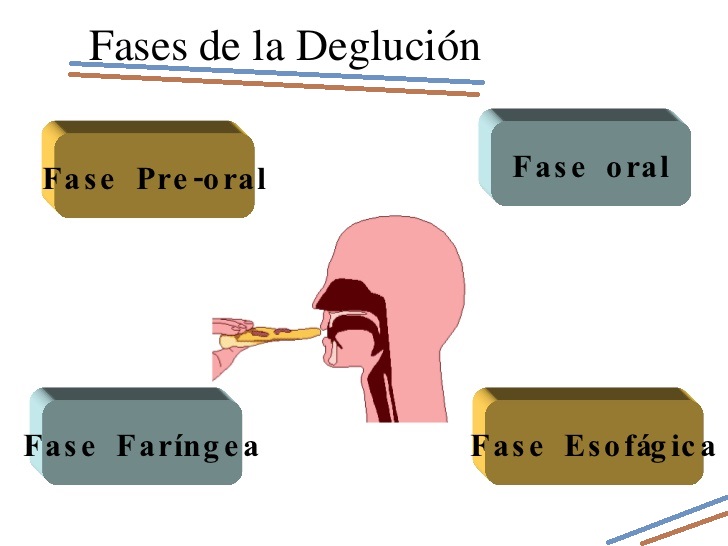 Aparato Digestivo: DEGLUCIÓN
