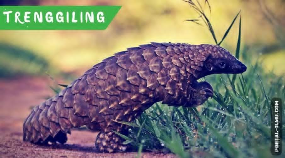 Mengenal Trenggiling Manis Javanica si Pemakan Semut yang Unik | Portal ...