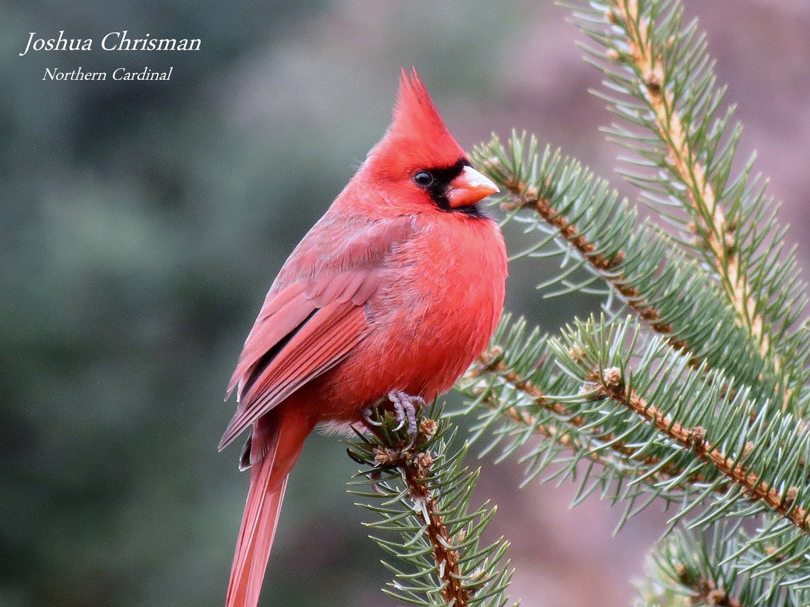Photo Share: Close-up with the Cardinal