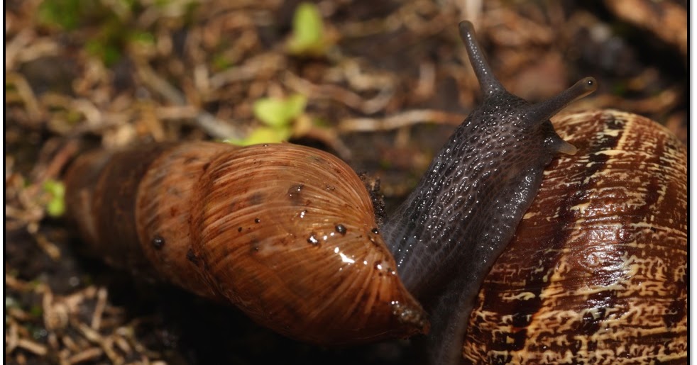 FAUNA AUXILIAR: FAMILIA SUBULINIDAE