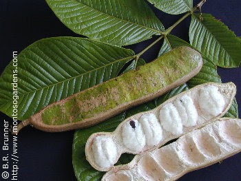 Alimentos en el antiguo Perú: EL PACAE O PACAY