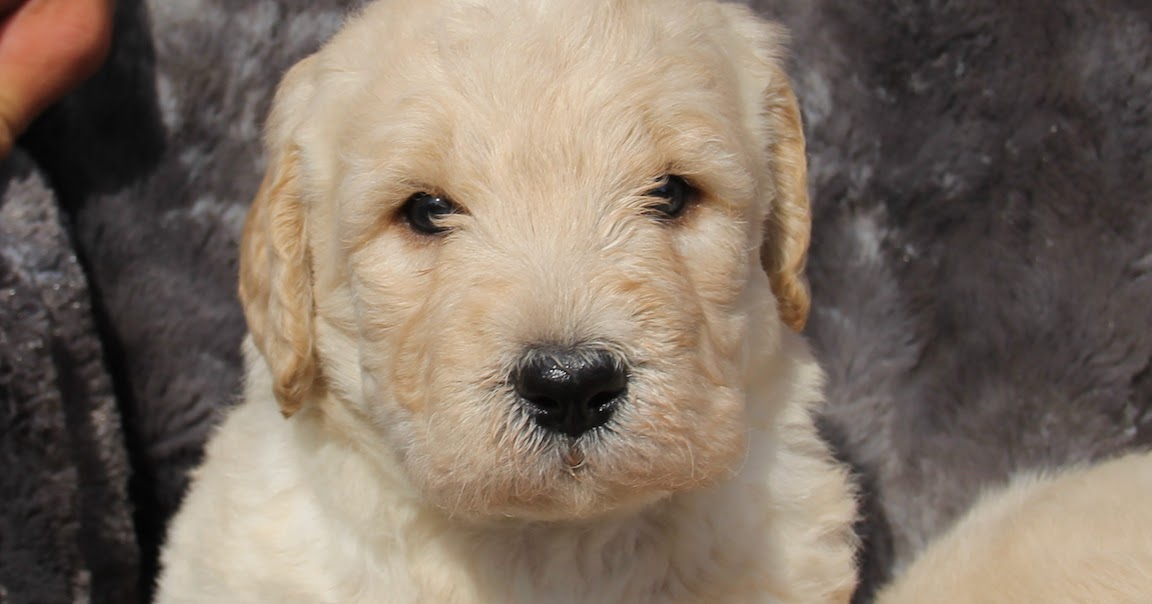 Yesteryear Acres - Doodle Days : Midweek Blues