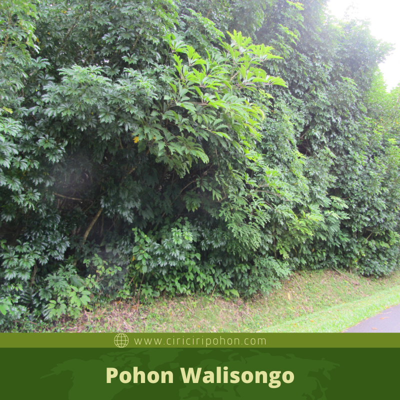 Ciri Ciri Pohon Walisongo (Schefflera arboricola) Di Alam Liar ...