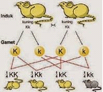 Gen Letal - #GENETIKA10 - GENEVOL