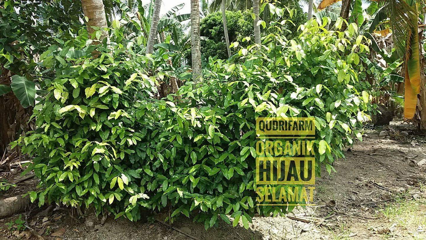 Puteh Dandelion: POKOK BELINJAU @ MELINJAU - GNETUM GNEMON