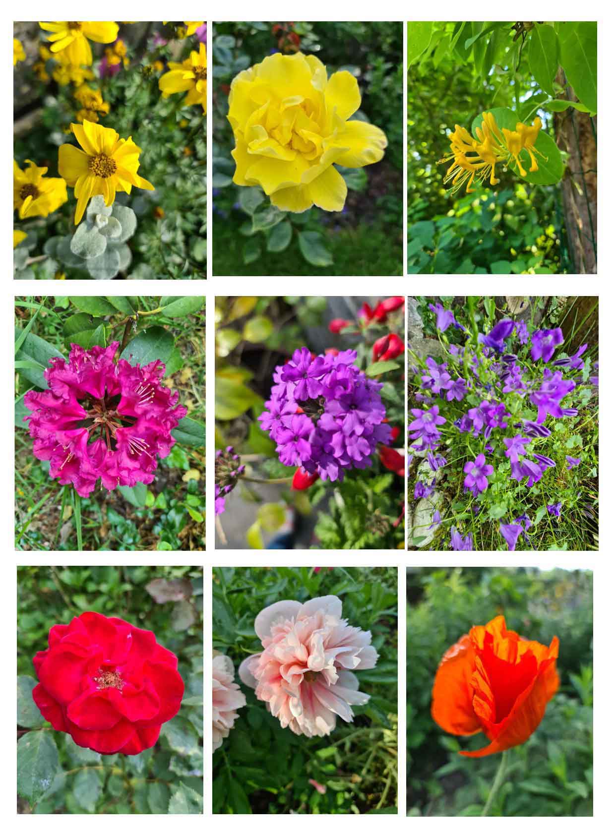 Journal d'atelier: Bouquet de fleurs du jardin