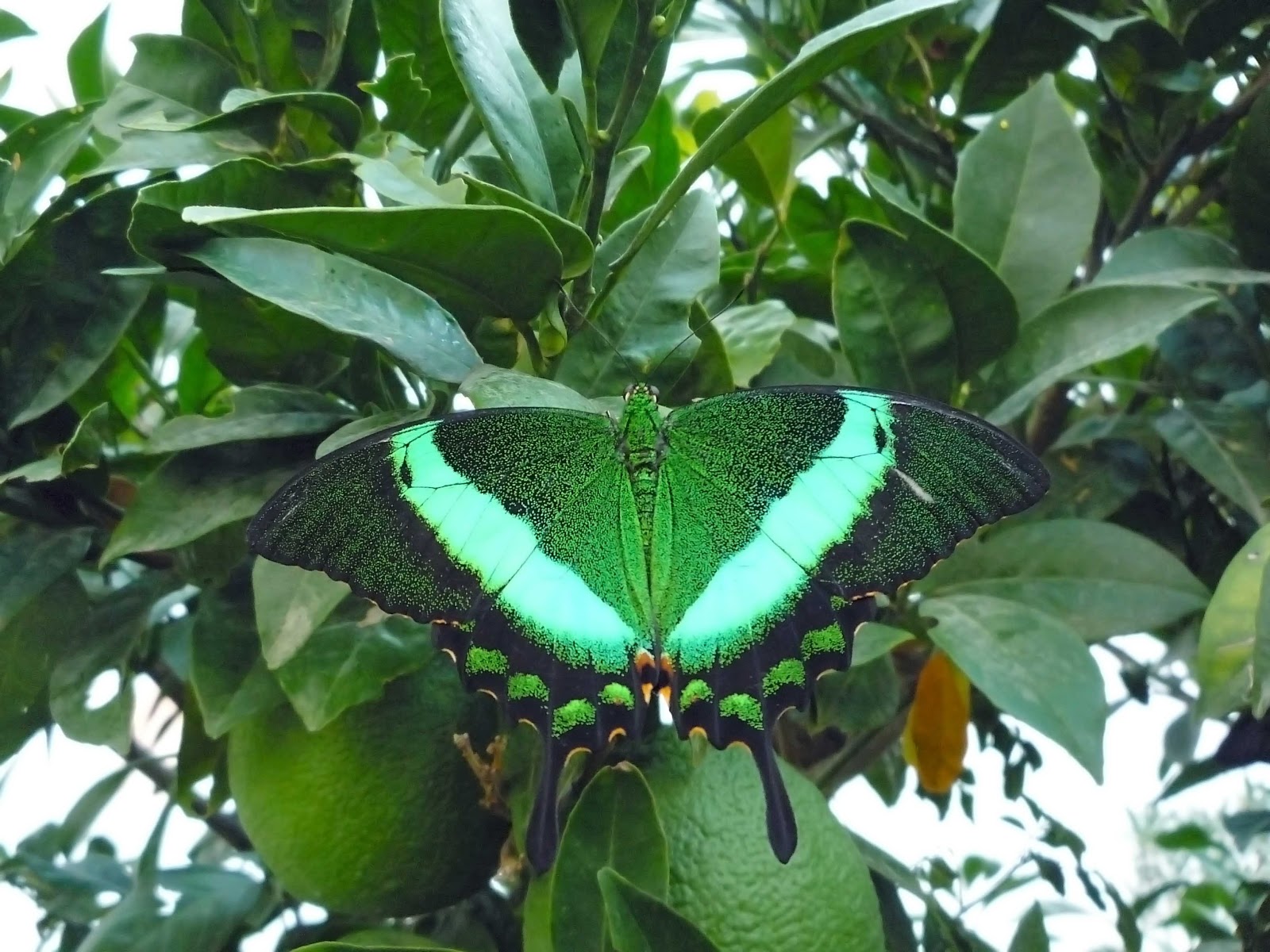 gli insetti: Farfalla
