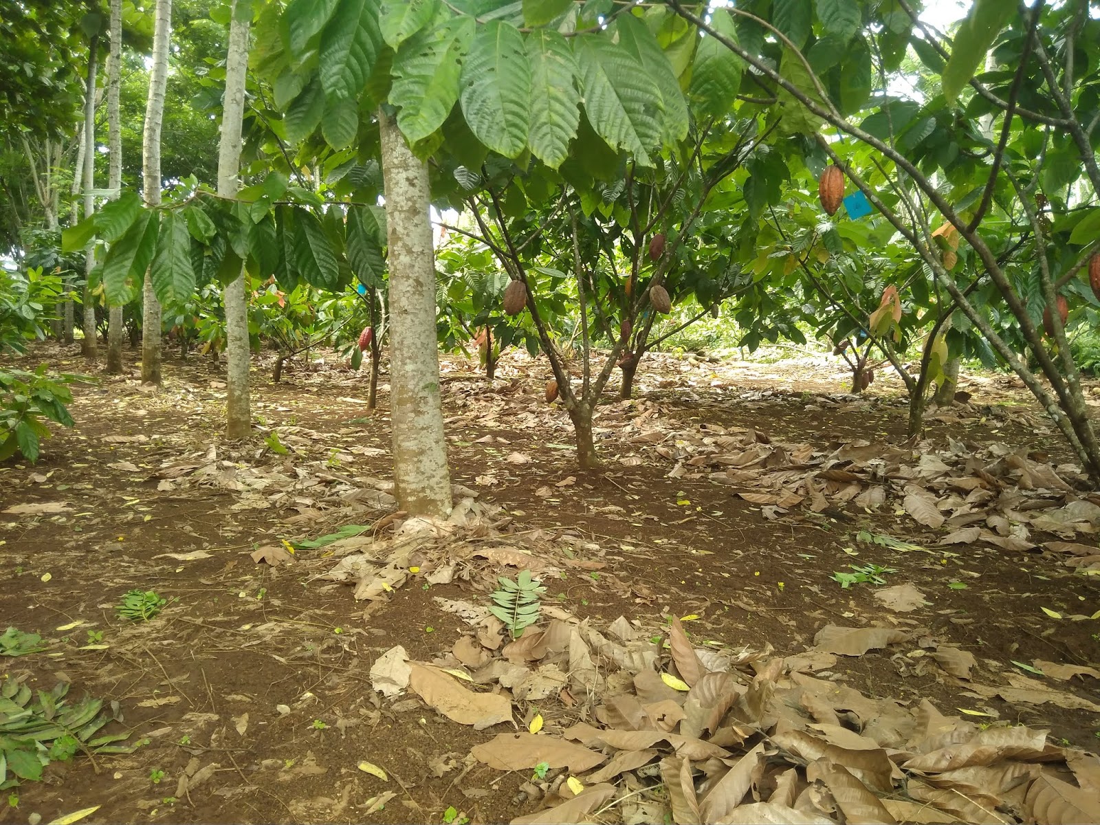 Rangkuman Gambar Tanaman Kakao Jaman Now - Informasi Seputar Tanaman Hias