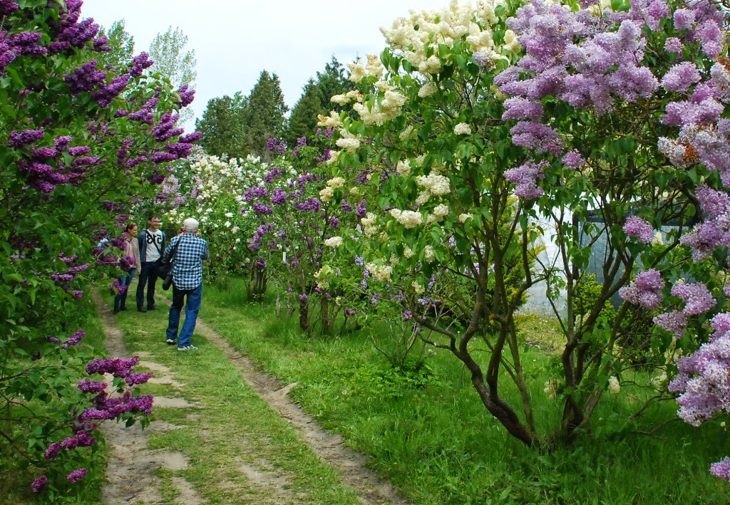 LILAKI Z KÓRNIKA PRZEZ "Ó" - kolekcja narodowa w arboretum | ZIELONA ...