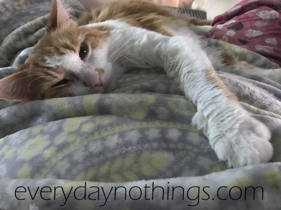 Everyday Nothings: What to do if Your Cat Goes Missing