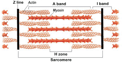 Locomotion and Movement - Notes | Class 11 | Part 1: Human Muscular System