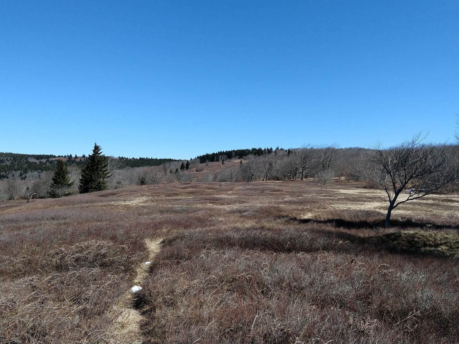 Dolly Sods spring | Backcountry Post