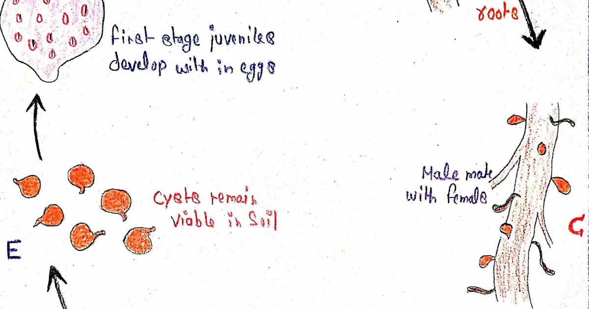 Plant Nematology and Entomology: Life cycle of potato cyst nematode