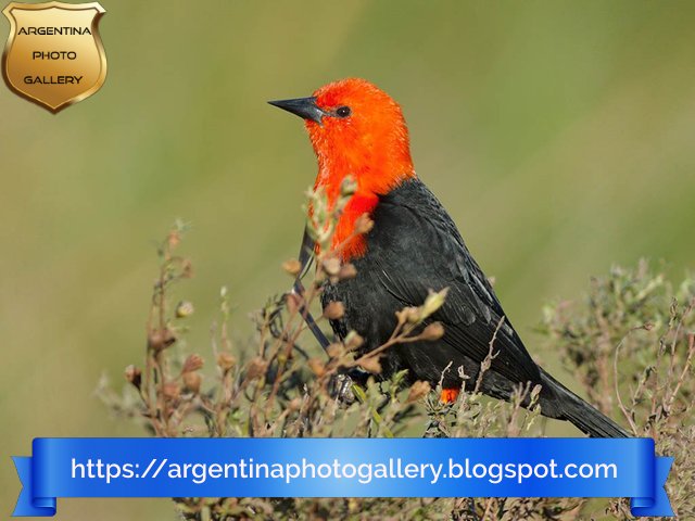 Birdwatching in Argentina [#1]: National Park Rio Pilcomayo, Esteros ...