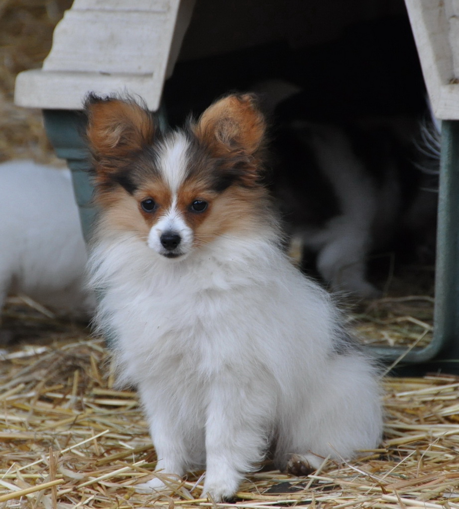 Road's End Papillons : 3.5 Months old Papillon Siblings