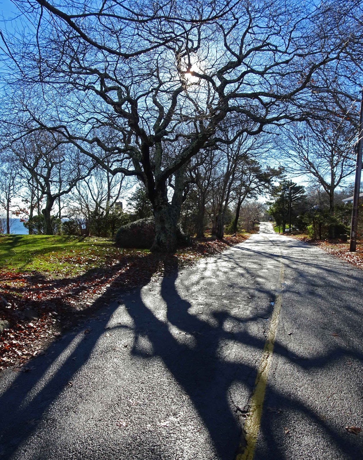 Joe's Retirement Blog: Tree Shadows, Manomet, Plymouth, Massachusetts, USA