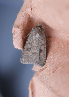 16 June 2017 - Moth Therapy - The Laurence Sterne Trust