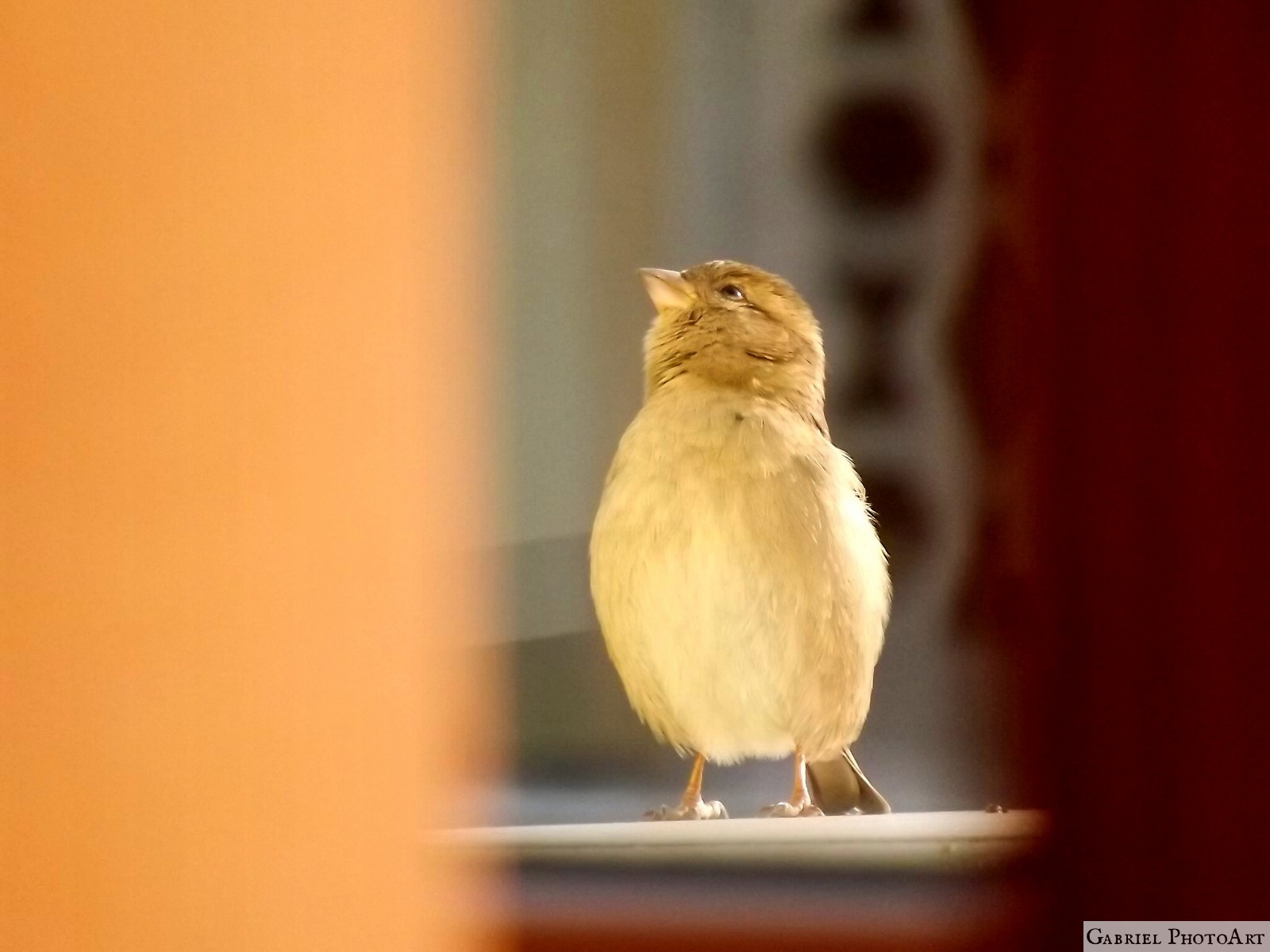 Gabriel PhotoArt: Vrabiuta de la geam