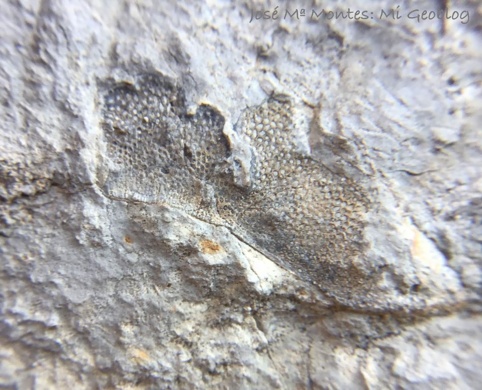 Hidrogeología y pozos: FAUNAS FOSILES EL LIMITE OXFORDIENSE ...