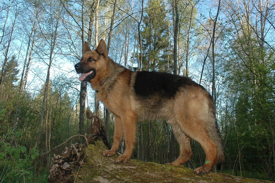 Razas de Perros: Pastor Alemán (German Shepherd)