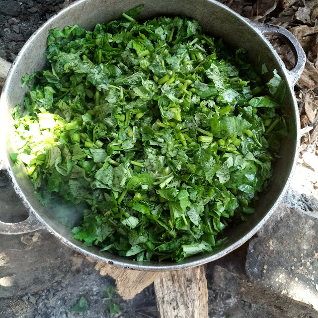 Njama-njama cooking in a pot